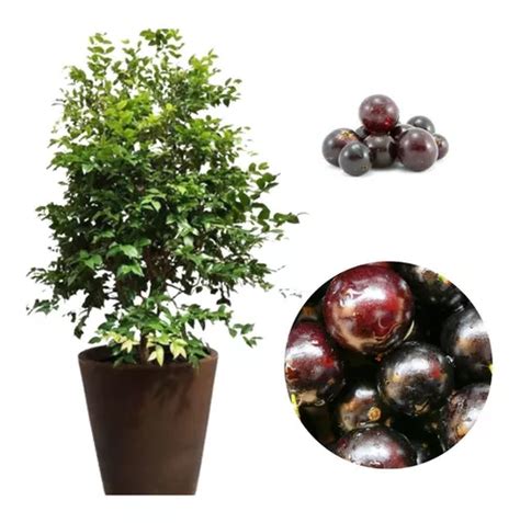 Muda De Jabuticabeira Híbrida Produzindo Flores Parcelamento sem