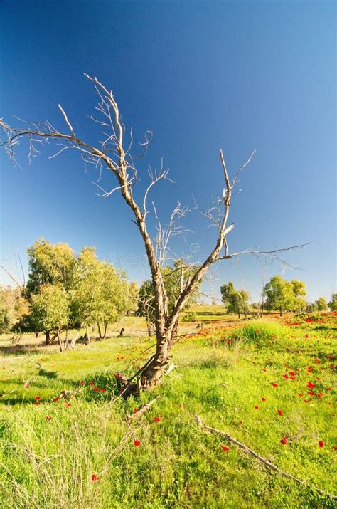 Naked Tree In A Field Of Wild Anemone Windflower Flowers In Is Stock Image Image Of Flare