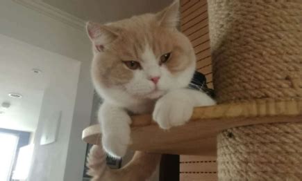 猫吃什么发腮效果最好 天空号