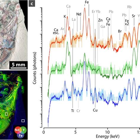 Synchrotron Xrf Mapping Of Major To Trace Elements Of The Anterior Part Download Scientific