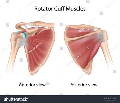[diagram] Rotator Cuff Diagram To Label Mydiagram Online