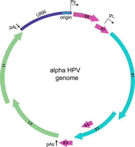 Figure 1 From Host Cell Restriction Factors That Limit Transcription