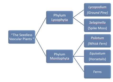 Ferns And Fern Allies Flashcards Quizlet