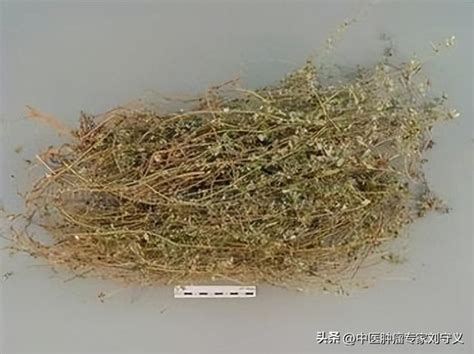 每日一味抗癌中藥——地錦，功效清熱解毒、活血止血、利濕通乳 伊人小築