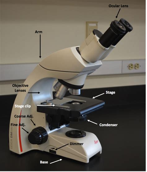 Lab 1 Microscopy Diagram Quizlet
