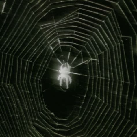 Dead Bumblebee Youtube