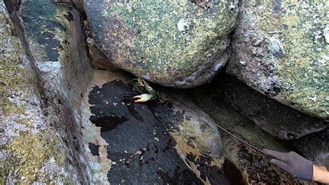 海边退大潮引来不少赶海人，阿阳石缝寻宝收获颇丰，全是值钱好货 Youtube
