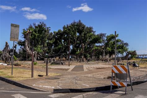 How Lahainas More Than 150 Year Old Banyan Tree Is Coming Back To Life