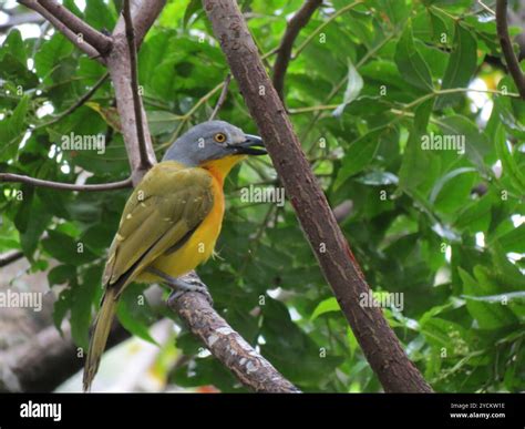 Southeastern Grey Headed Bushshrike Malaconotus Blanchoti Hypopyrrhus