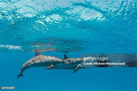 Red Sea Dolphin Photos And Premium High Res Pictures Getty Images