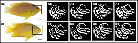 A Species Of Reef Fish That Uses Ultraviolet Patterns For Covert Face