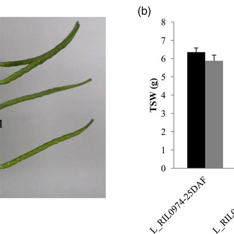 Assimilates From The Pod Wall Contribute To Seed Weight A A Girdling Download Scientific