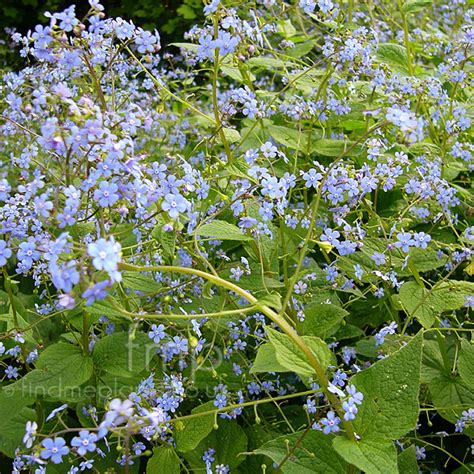 Brunnera Macrophylla Langtrees Siberian Bugloss Information Pictures And Cultivation Tips