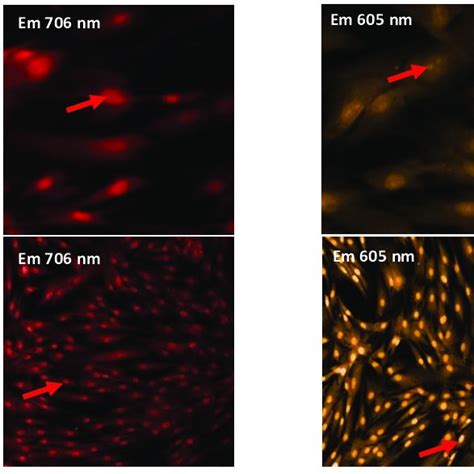 Fluorescence Of Dye 1 With Cell Organelles In Stem Cells From Apical Download Scientific