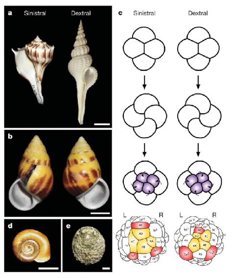 Different Snail Shells