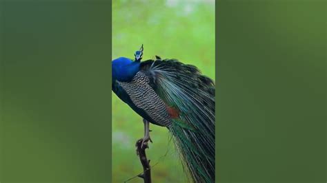 Morpeacocksubscribe Youtube