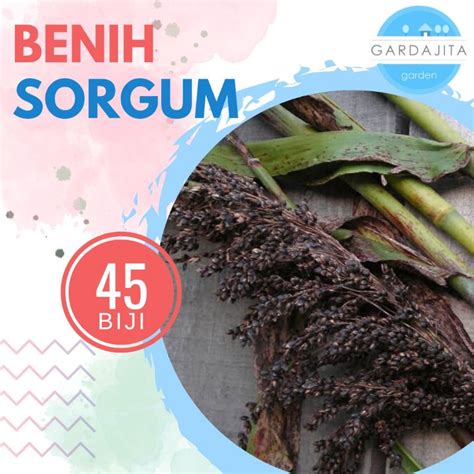 Jual Benih Sorgum Hitam Isi 45 Biji Sorghum Shopee Indonesia