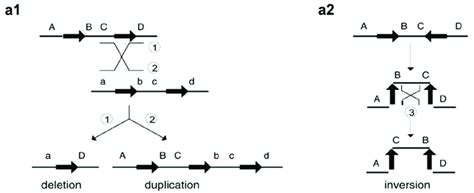 Réarrangements Génomiques Résultant Dune Recombinaison Homologue Non