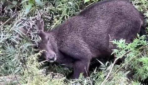 國家二級保護動物中華斑羚現身神農架 每日頭條