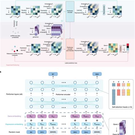 Overview Of The ScBERT Model A Self Supervised Learning On Unlabelled