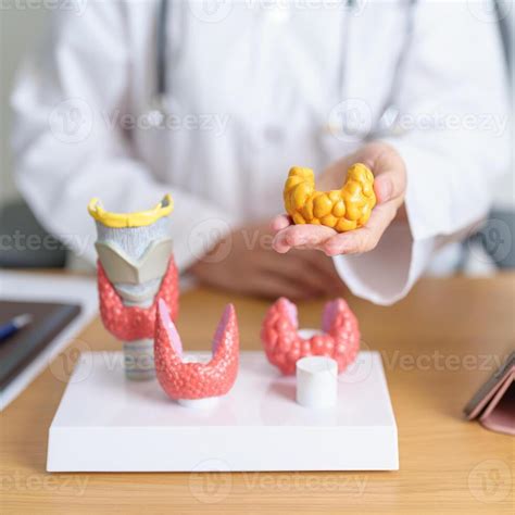 Doctor With Human Thyroid Anatomy Model And Tablet Hyperthyroidism