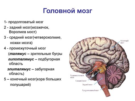 Головной мозг презентация онлайн