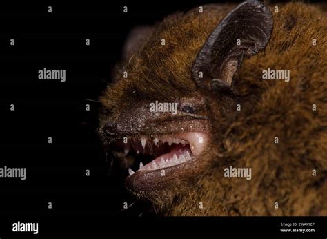 Madeira Pipistrelle Pipistrellus Maderensis Garajonay National Park La Gomera Canary Islands