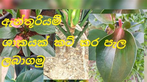 ඇන්තූරියම් ශාකයක් කට් කරලා වැඩි වැඩියෙන් පැල ලබාගමු Youtube
