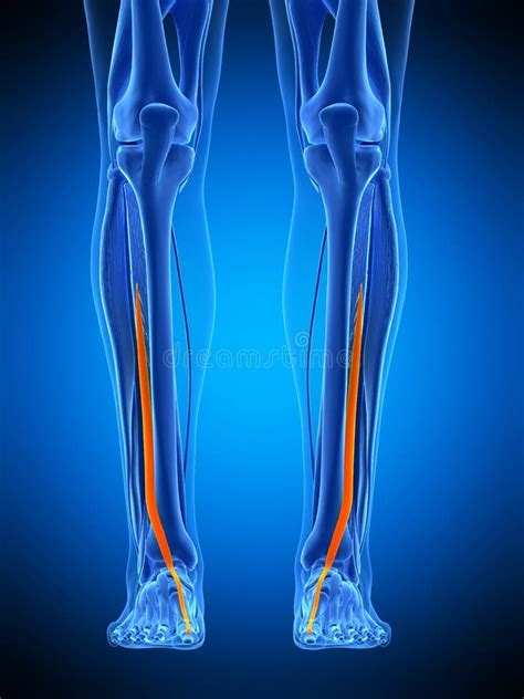 The Extensor Hallucis Longus Stock Illustration Illustration Of Graphic Extensor 72486991