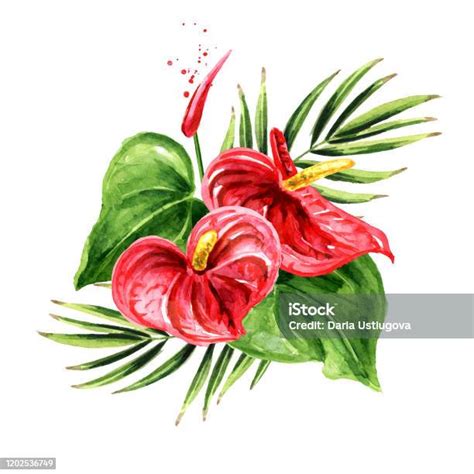 熱帶夏季花束帶棕櫚葉和安圖裡朵花水彩手繪插圖隔離在白色背景上向量圖形及更多剪裁圖圖片 剪裁圖 圖畫 藝術品 夏天 Istock