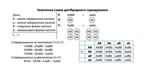 Презентація Практична робота № 3 Б СКЛАДАННЯ СХЕМ ДИГІБРИДНОГО СХРЕЩУВАННЯ