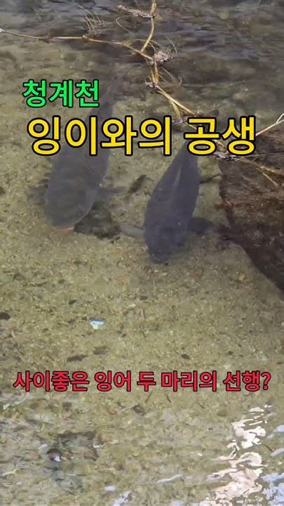 사이좋은 잉어 두 마리의 선행으로 잘 자라고 있는 청계천 치어들 Youtube