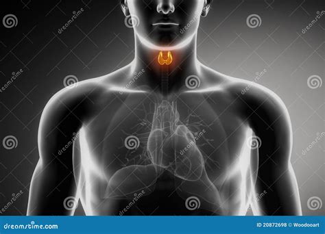 Male Thyroid Anatomy Stock Illustration Illustration Of Heart 20872698