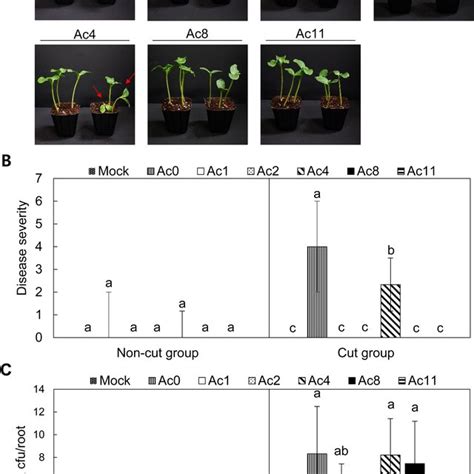 Infection Efficiency And Virulence Of Acidovorax Citrulli Isolates
