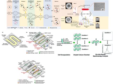 High Throughput Screening
