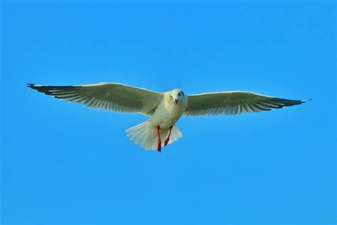 空を自由に飛ぶ鳥 ネックレス