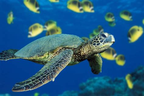 Download Green Sea Water Turtle Photography Wallpaper Wallpapers Com Download Green Sea Water Turtle Photography Wallpaper Wallpapers Com