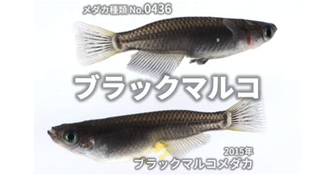 ブラックマルコとは 改良メダカweb図鑑no0436 ブラック メダカの品種 改良メダカweb図鑑