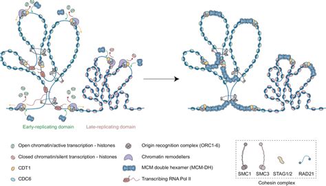 Replication Origin Licensing In Early And Late Replicating Regions