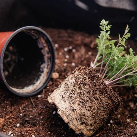 How To Repot Your Houseplant The Jungle Collective