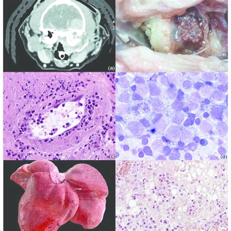 Complete Blood Count Cbc And Serum Biochemistry Panel Download Table