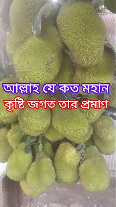 আল্লাহ যে কত মহান সৃষ্টি জগৎ তার প্রমাণ Youtube