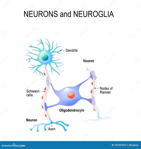 Neuroglia Cells Anatomy Body Parts Cartoon Vector