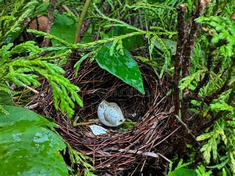 Bird Egg Stock Image Image Of Nest Hatched Tiny Bird 344510705