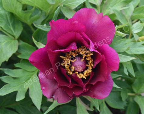 Charon купить отзывы фото доставка Совместные покупки Sp