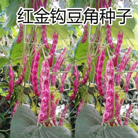 红金钩豆角 种植 速冻 大山谷图库