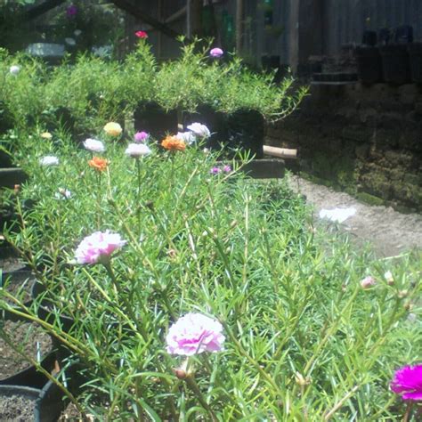 Paling Keren 23 Foto Bunga Pukul 9 Gambar Bunga Indah