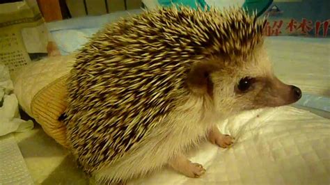 ハリネズミのきゅん、ピンクマウスを食べる。 Youtube