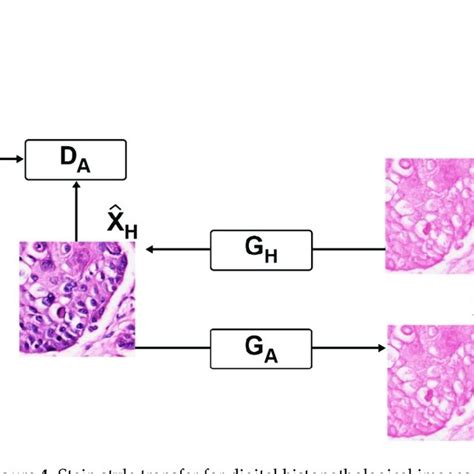 Stain Style Transfer For Digital Histopathological Images Download