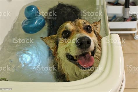 재미있는 웨일스 어 코기 펨브로크 개가 손질 살롱에서 편안한 오존 버블 목욕을합니다 0명에 대한 스톡 사진 및 기타 이미지